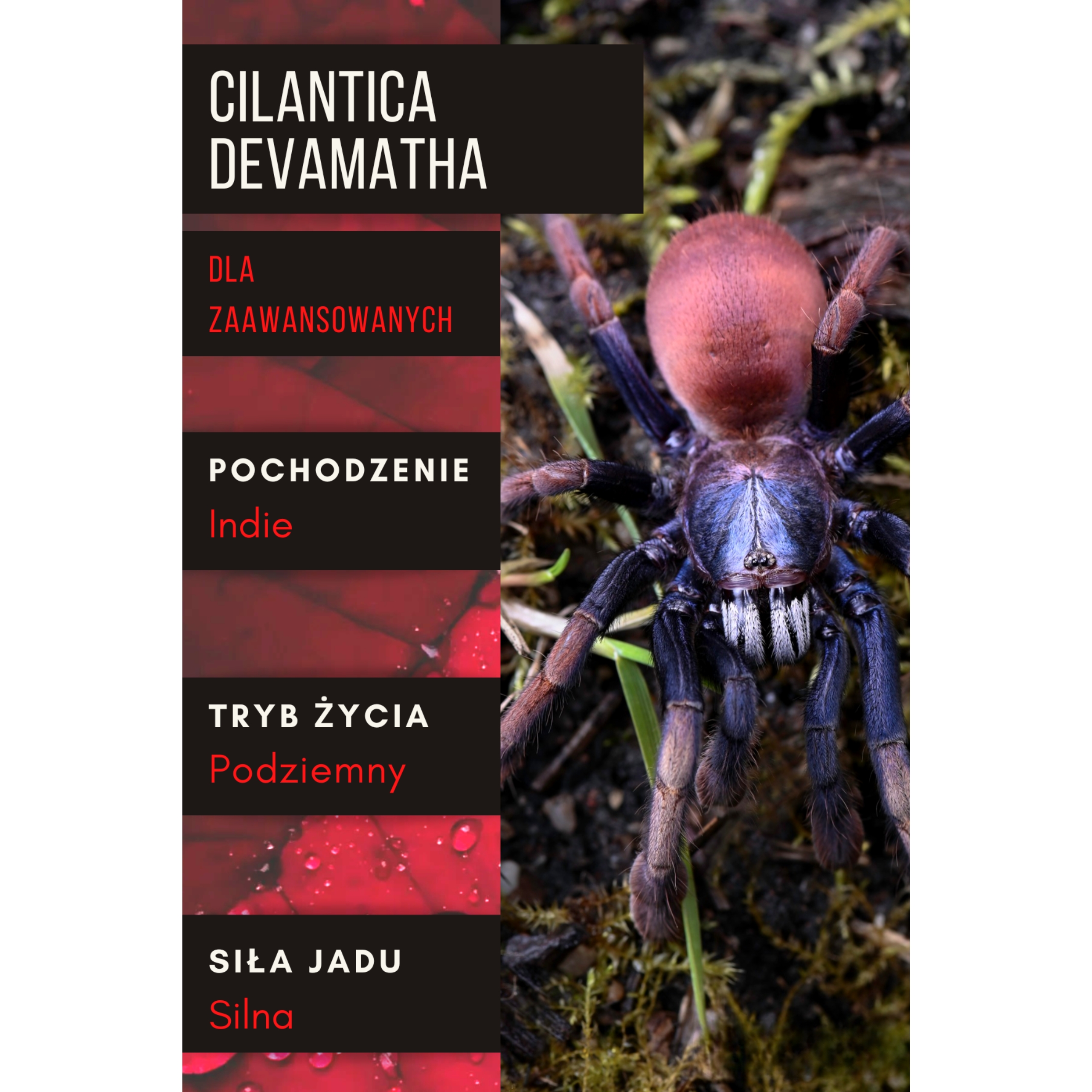 PAJĄK PTASZNIK CILANTICA DEVAMATHA L1 - Sklep Terrarystyczny Bioterr